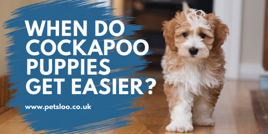 When Do Cockapoo Puppies Get Easier?, Discover the Stages of Cockapoo Puppy