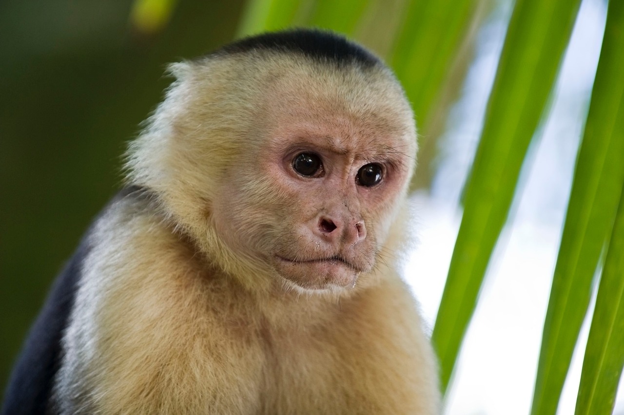 Monkeys for Sale in UK - Finger, Capuchin, Marmoset Monkeys for Sale