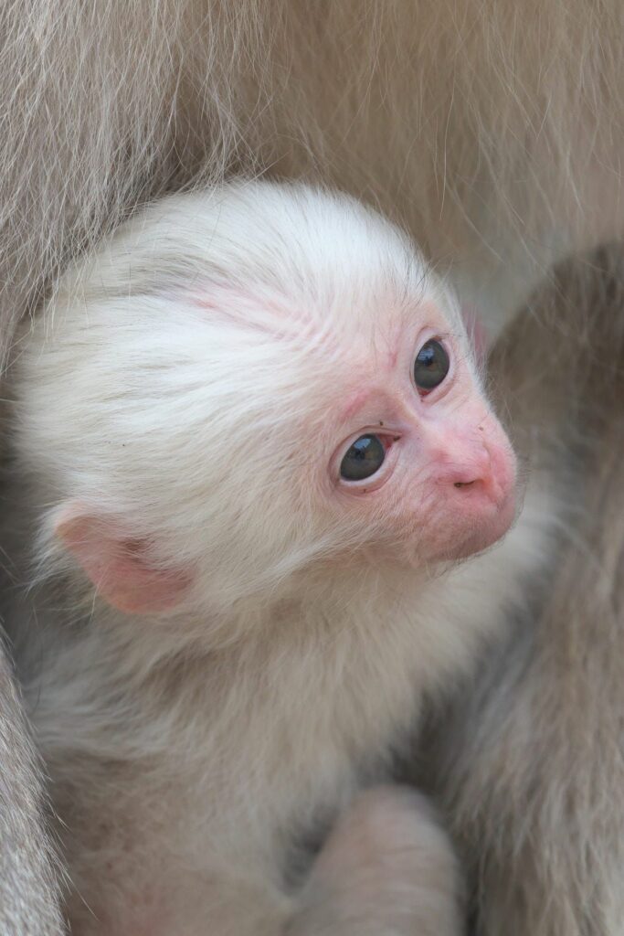 Male and Female Capuchin Monkeys Available