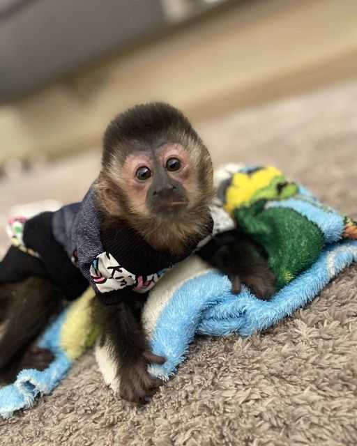 Capuchin, Squirrel, Spider and marmoset monkeys