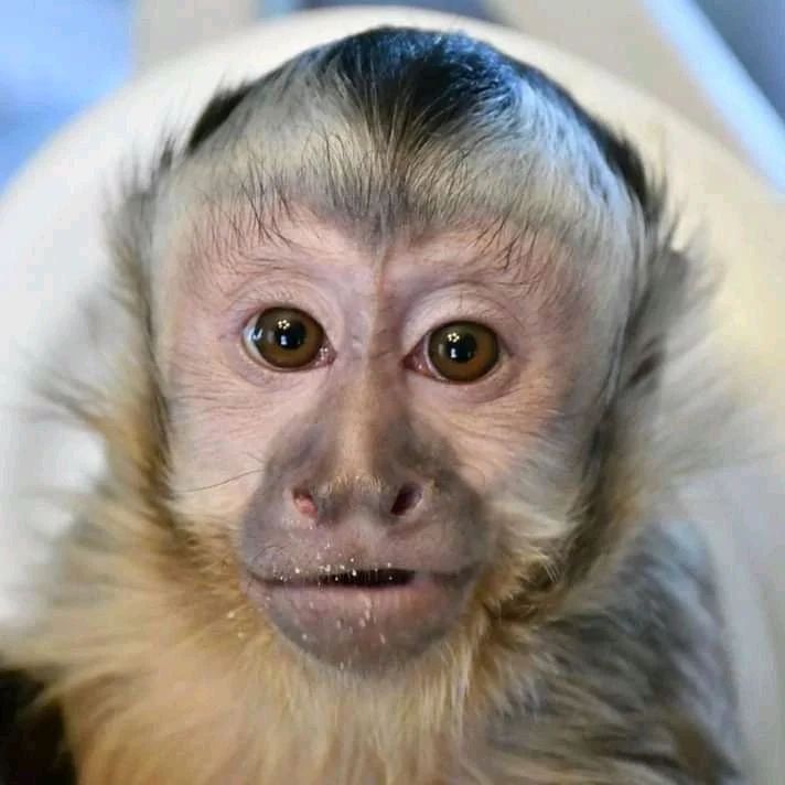 Bouncing Male & Female Capuncin Monkey