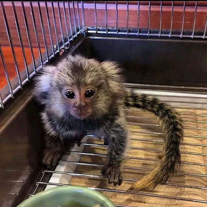 Adorable marmoset monkeys