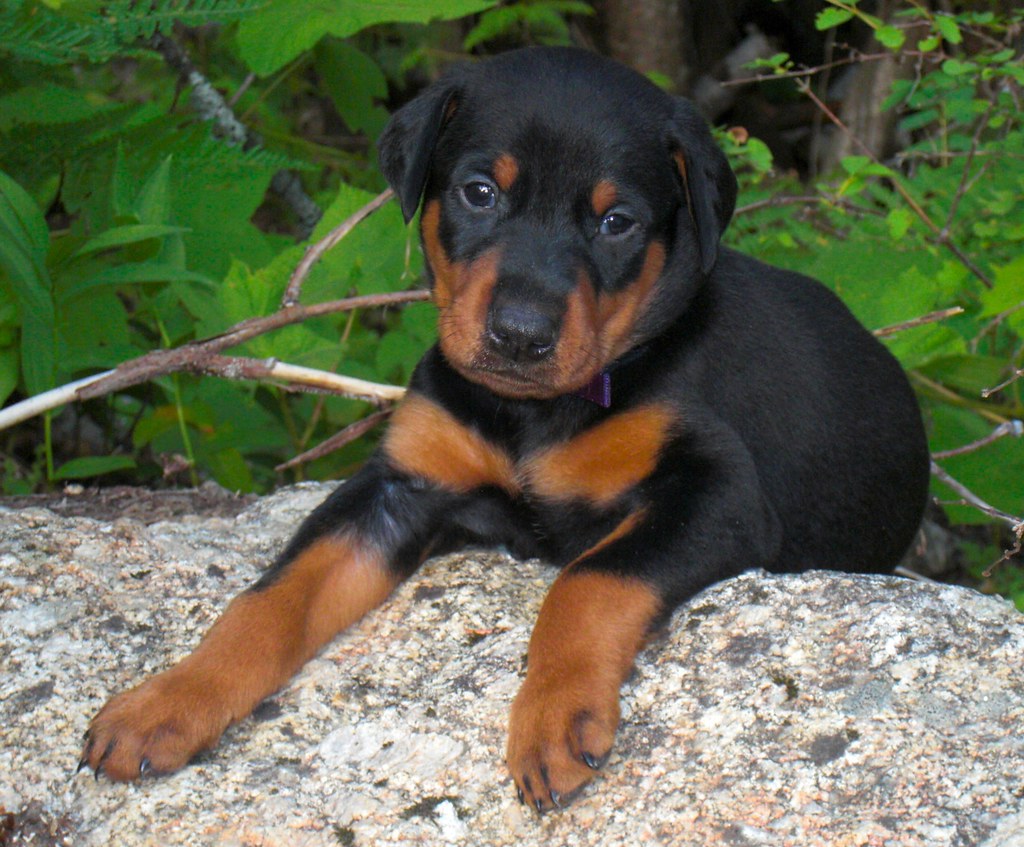Doberman Puppies for adoption