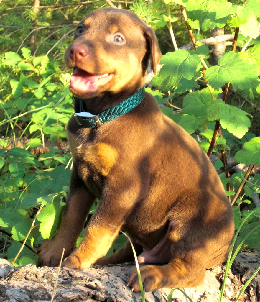 Doberman Puppies for adoption