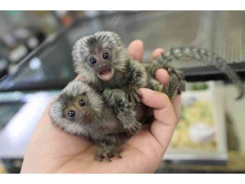 Baby Marmoset Monkey