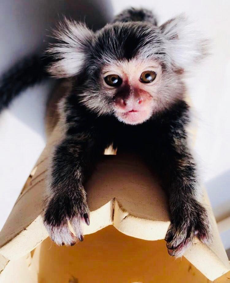 Marmoset monkey tamed and friendly
