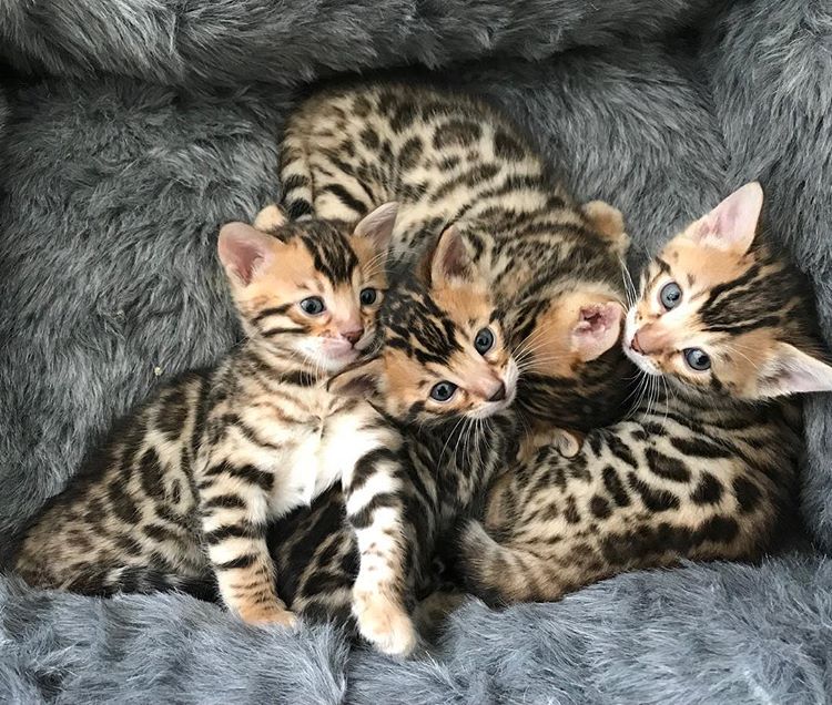 Eight Pure Breed Bengal Kittens
