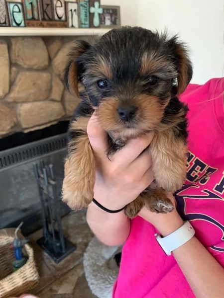 Gorgeous Baby Yorkie shire terrier puppies