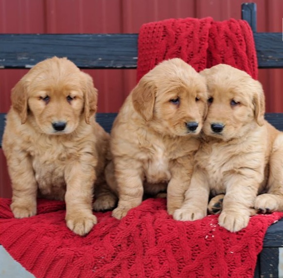 Gorgeous Golden Retriever Puppies For Sale