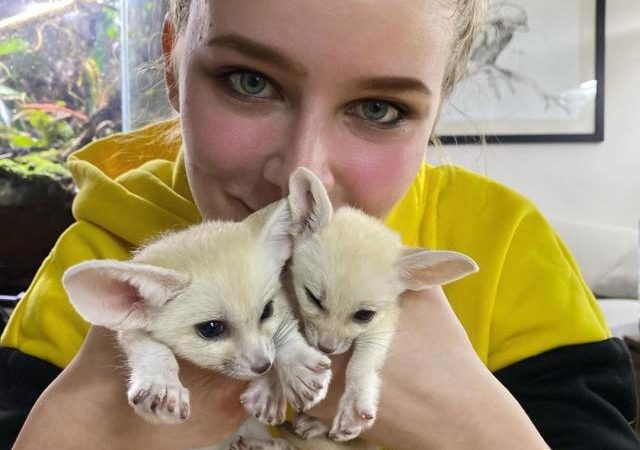 Fennec Fox for Sale in UK, Buy Best Fennec Foxes for Sale