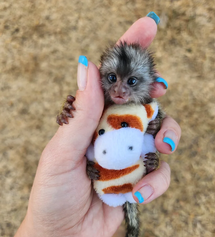 Tiny Finger Marmoset Monkeys