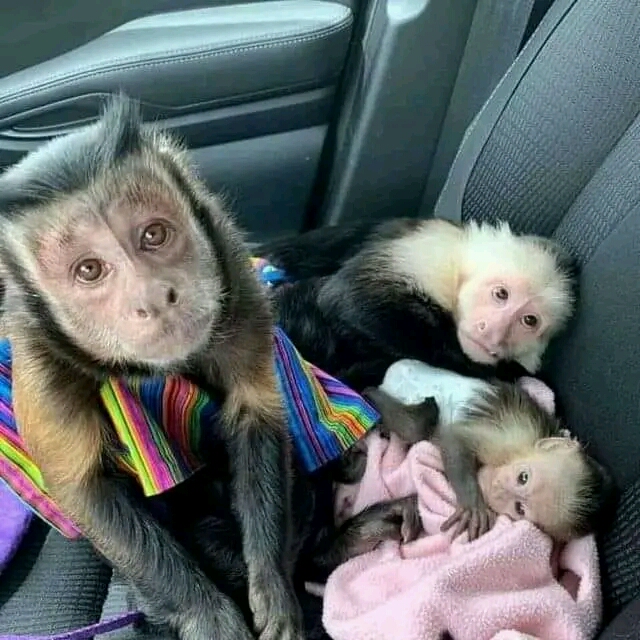 playful pygmy marmoset and Capuchin monkeys,.whatsapp me at:+44 7453 907158