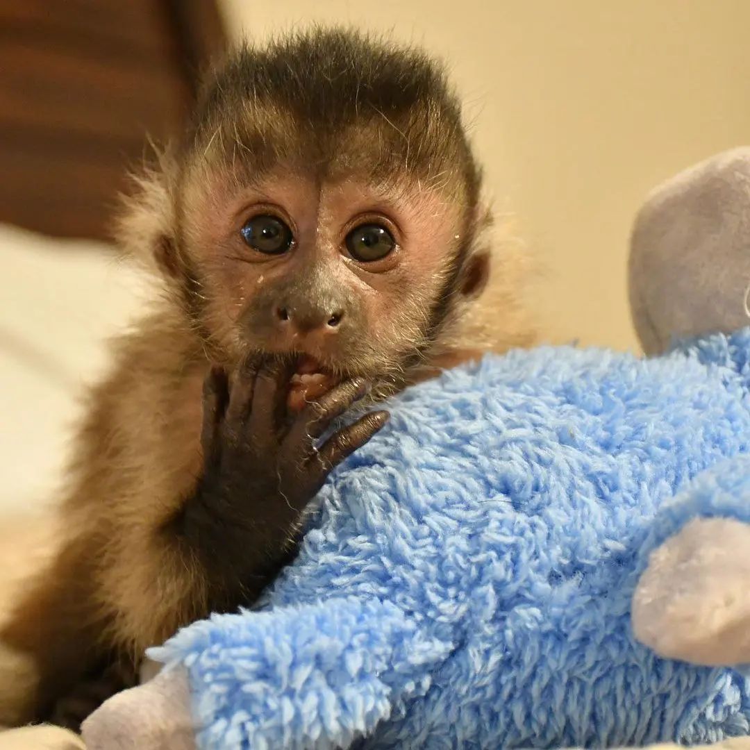 Capuchin Monkeys Available