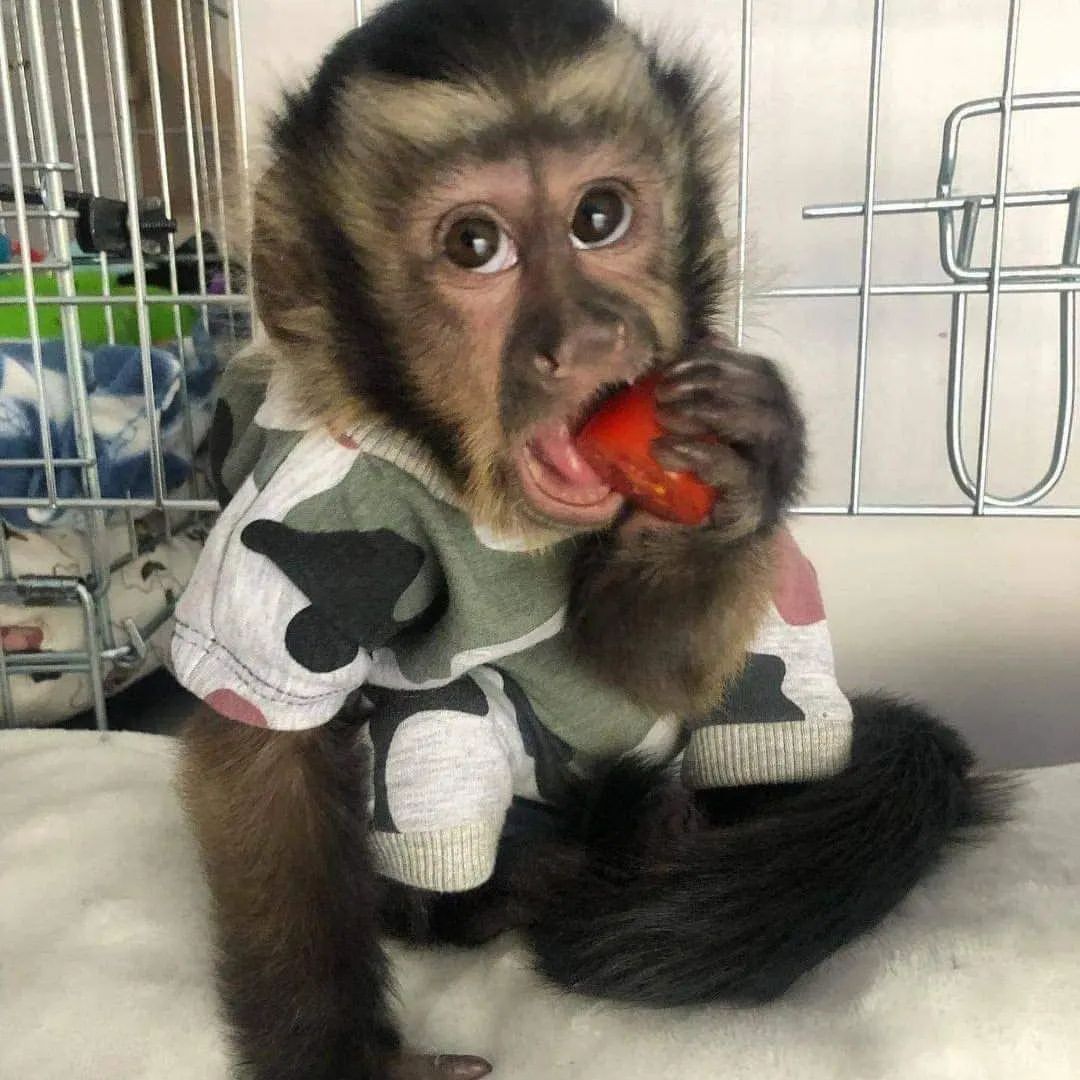 Healthy Capuchin Monkeys
