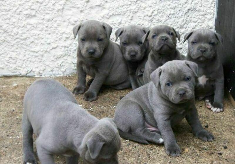Outstanding litter of Blue Staffordshire Bull Terrier puppies.