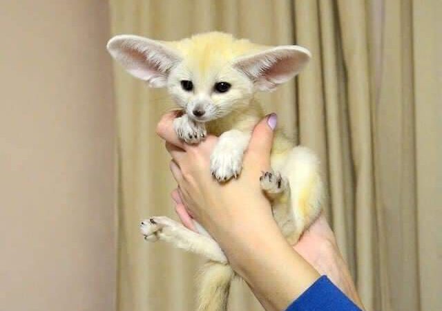 Fennec Foxes available