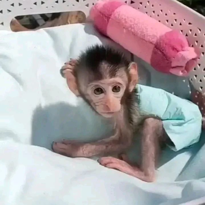 13-Week-Old Female Capuchin Monkey: WhatsApp: +447848905762
