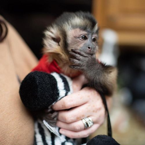 Outstanding Housebroken Diaper Trained Baby Marmoset & Capuchin Monkey ...